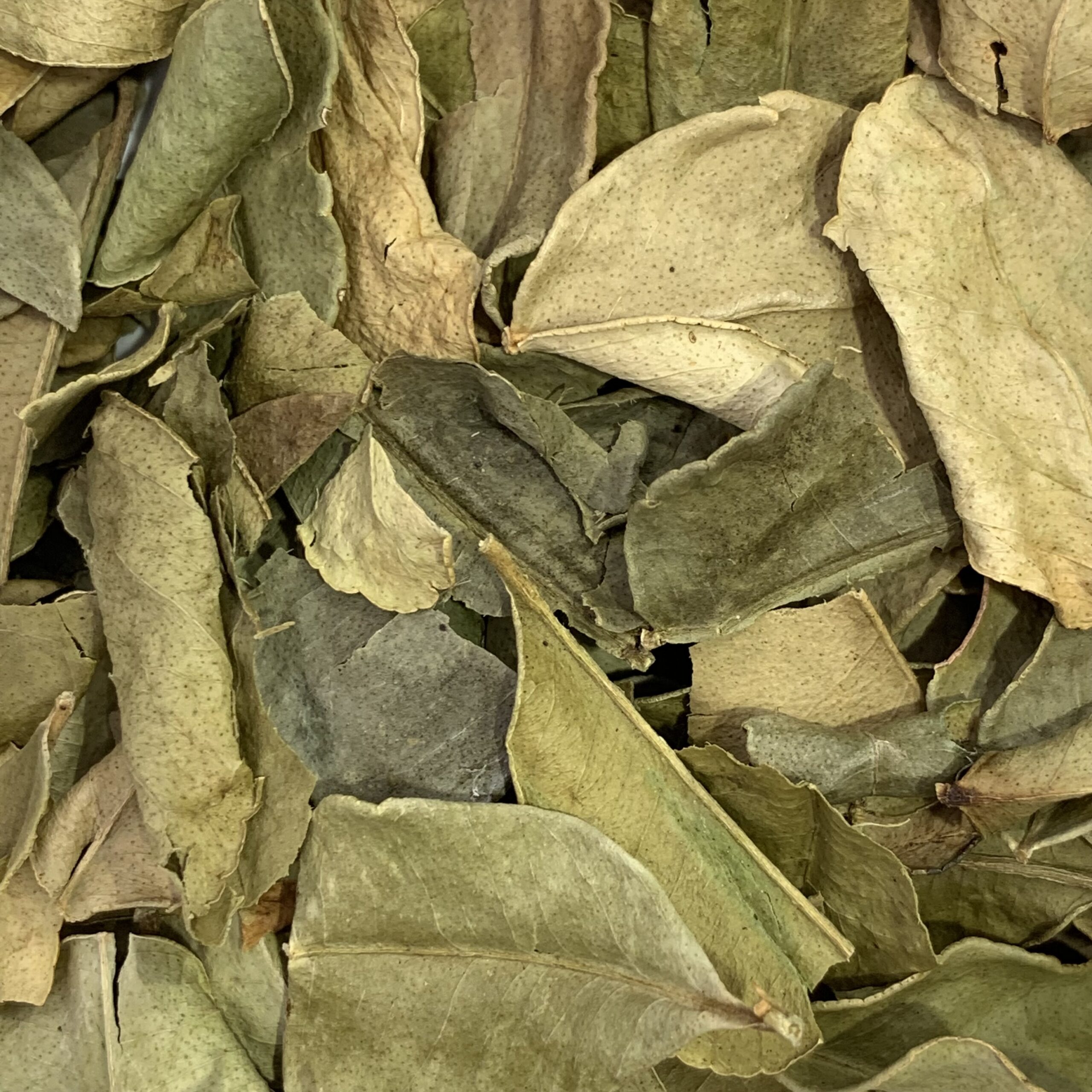 Feuilles de Combava - Pepper and Salt - Épicerie à Sarlat - Herbes et ...