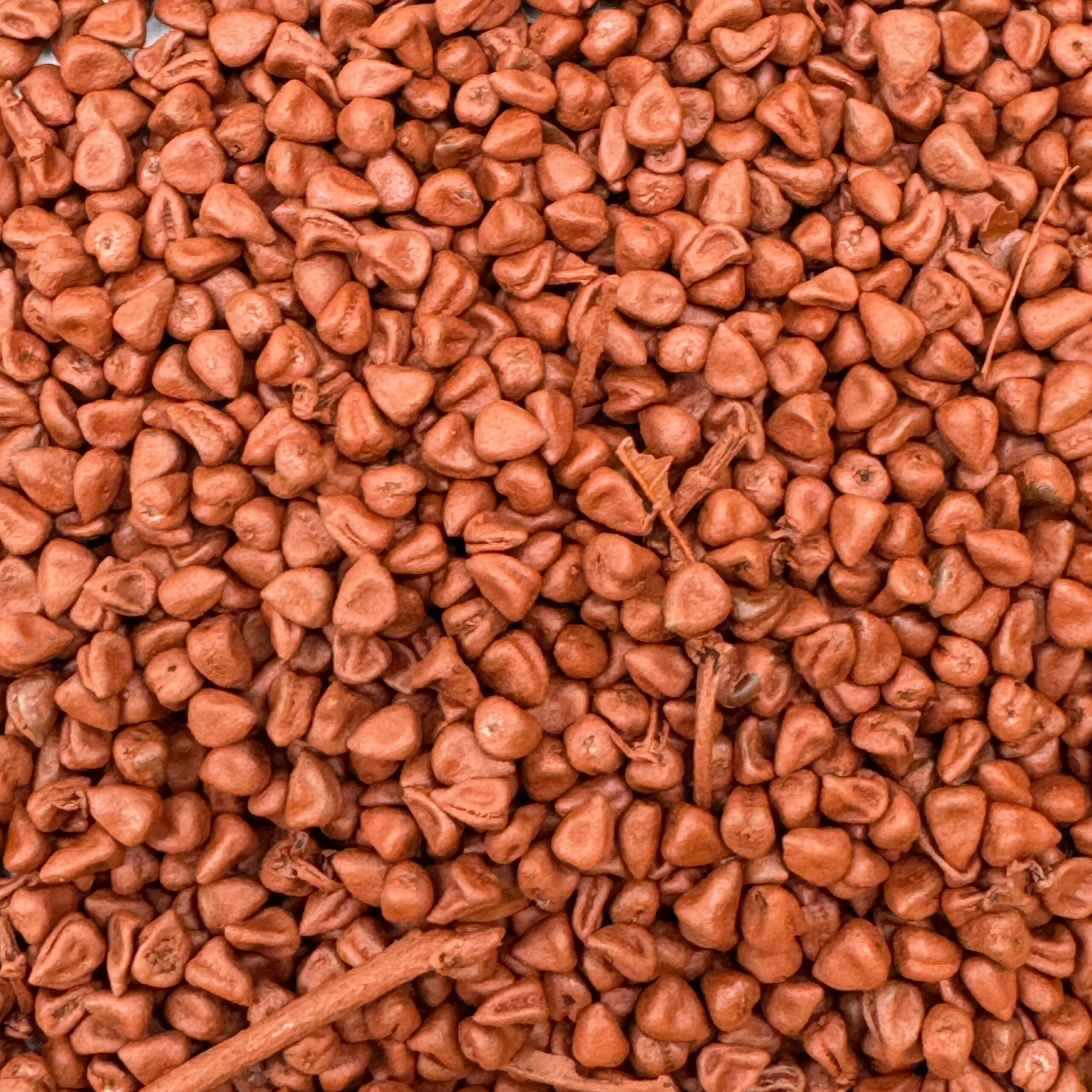 Graines de Rocou - Pepper and Salt - Épicerie à Sarlat - Épices Pures ...